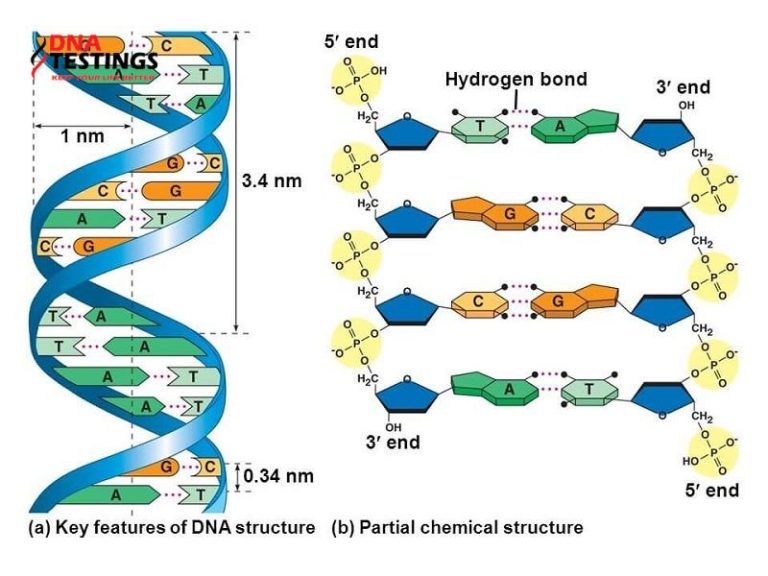 Khám phá ADN và DNA khác nhau thế nào? - Trung tâm ADN